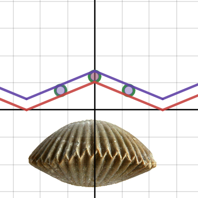 Bivalve Shell Opening